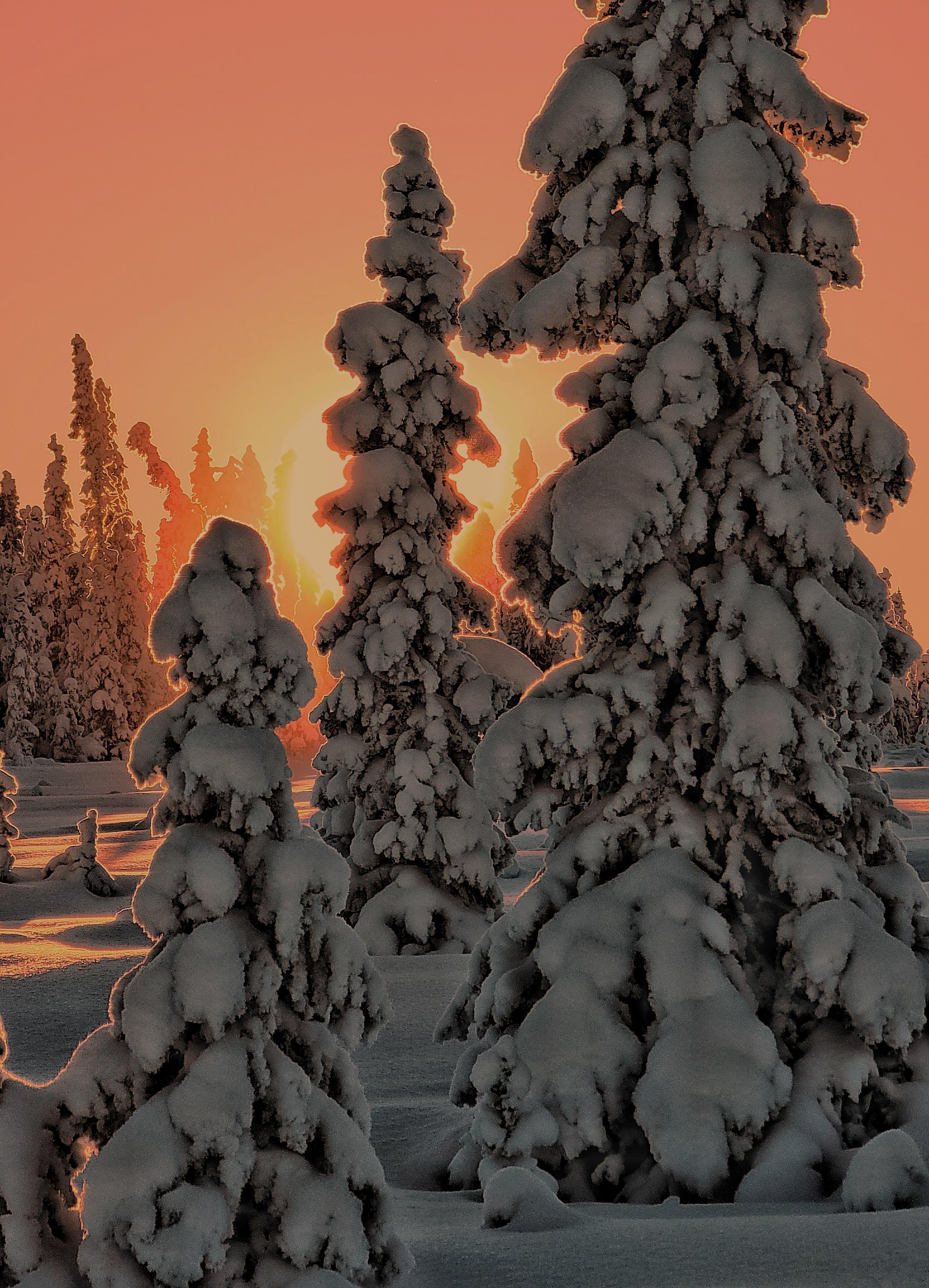 Harvest your own Christmas tree on State land this holiday season ...