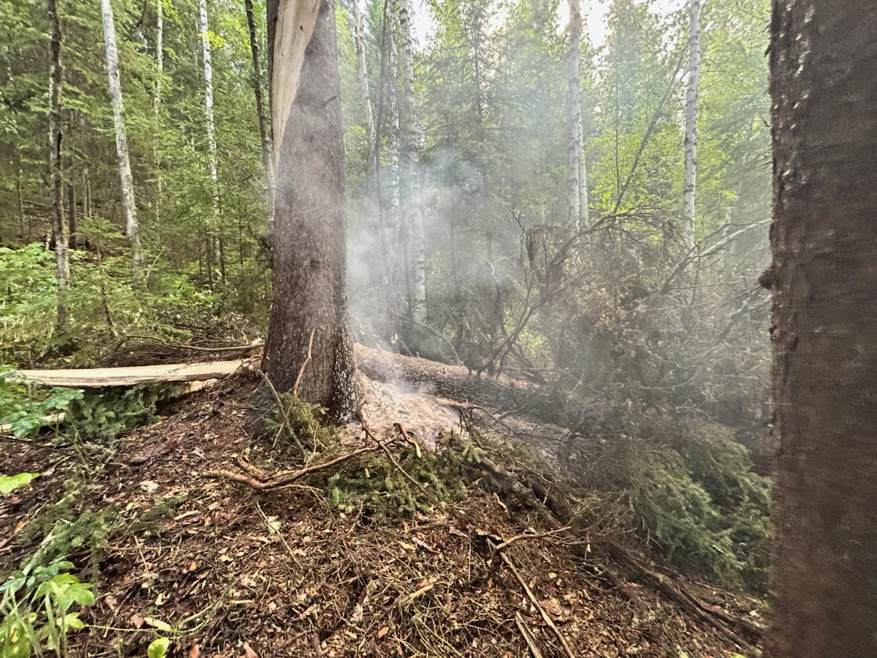 Forestry Crews Quickly Contain Smoldering Lightning-Struck Tree on ...